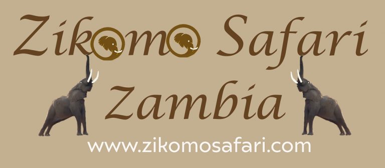 Contact | Zikomo Safari